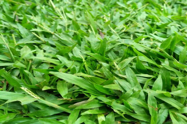 √ Jenis-Jenis Rumput untuk Taman di Depan Rumah