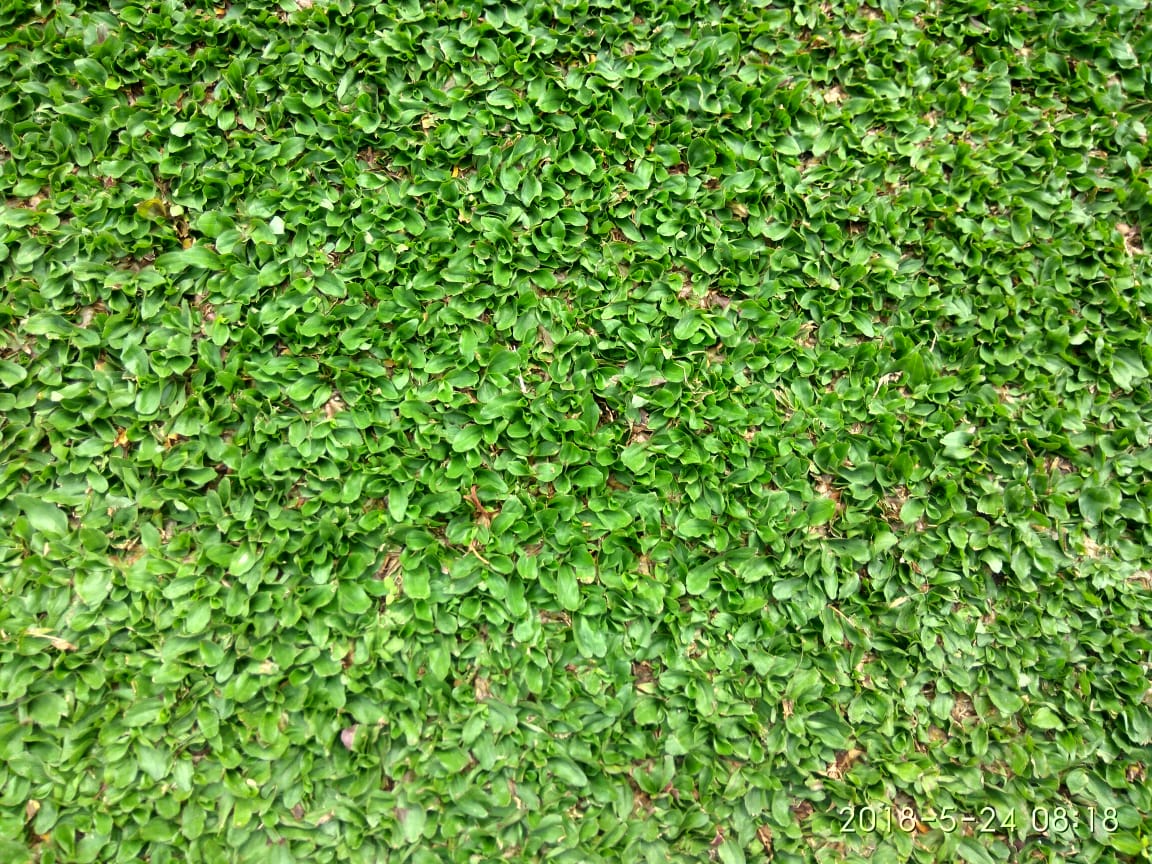 √ Jenis-Jenis Rumput untuk Taman di Depan Rumah